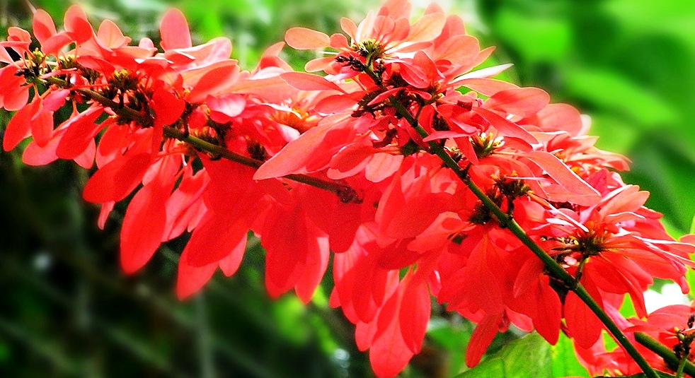 National Flower of Trinidad and Tobago