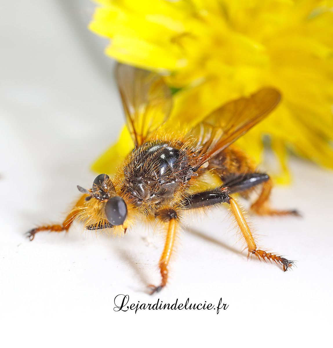 Pogonosoma maroccanum, une mouche prédatrice en noir et jaune.