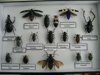 Biología I -Cobaez 01: ¿ Estresada(o)........ yo?