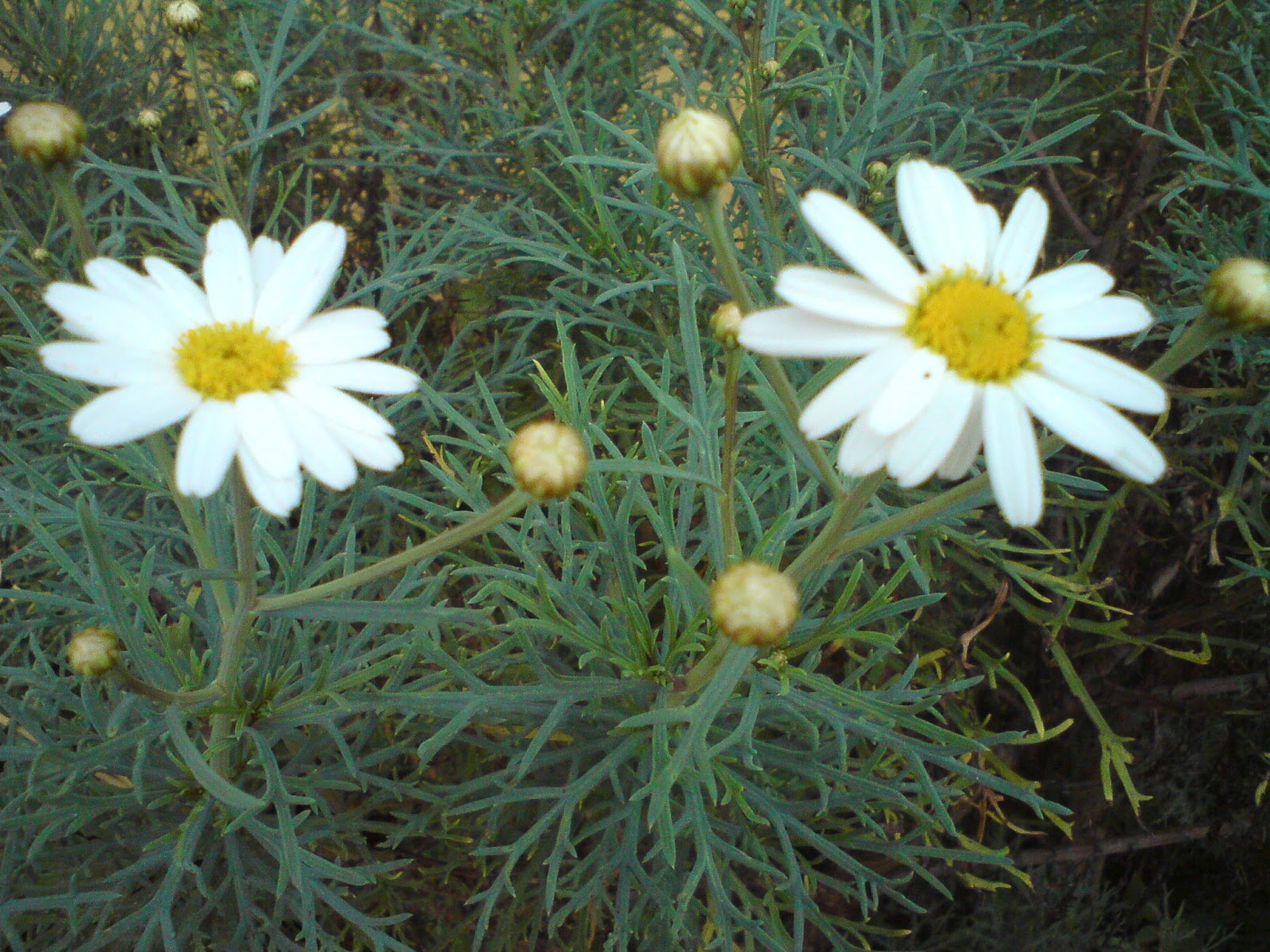 DE ALMA..PARA ALMA: Delicadeza