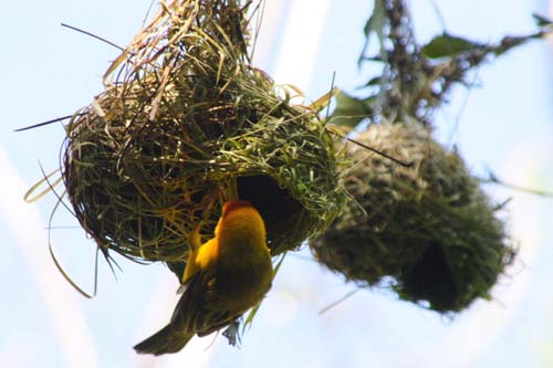 Burung Tempua [19f@G]