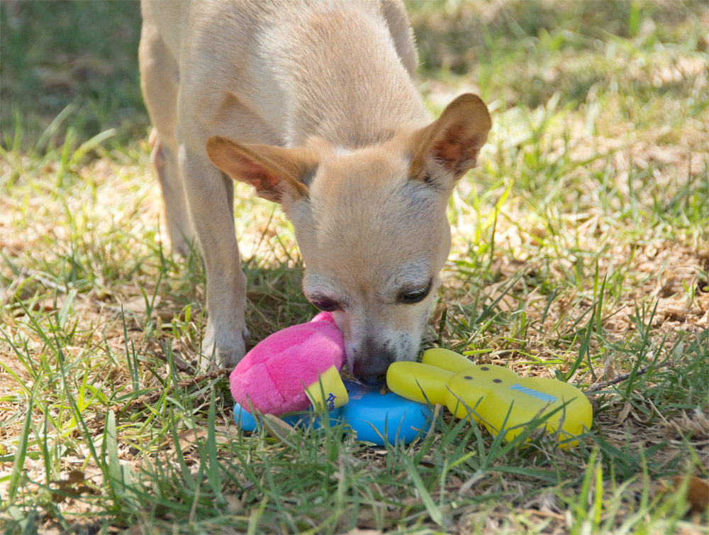 The Dog Geek: Product Review: Peeps for Pets