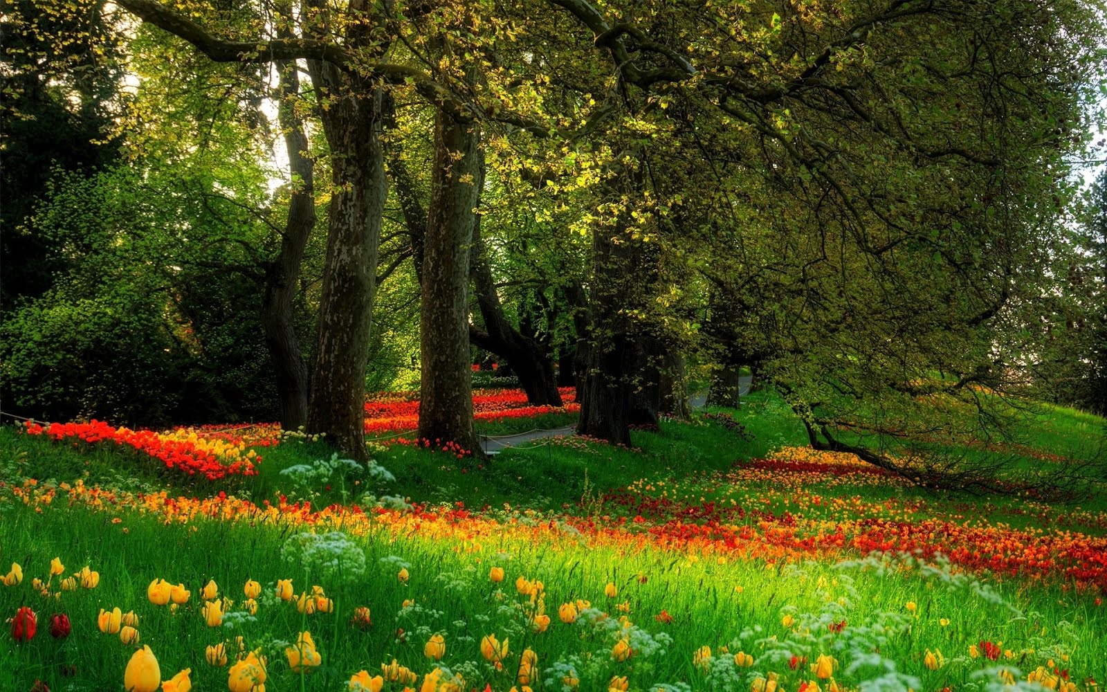 Parque cubierto con flores de colores - Beautiful park | Wallpaper HD ...