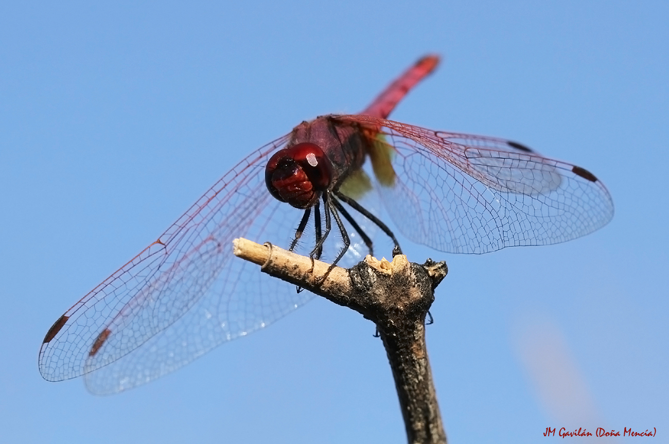 Fotografía de Naturaleza - JM Gavilán: Crocothemis erythraea ♂