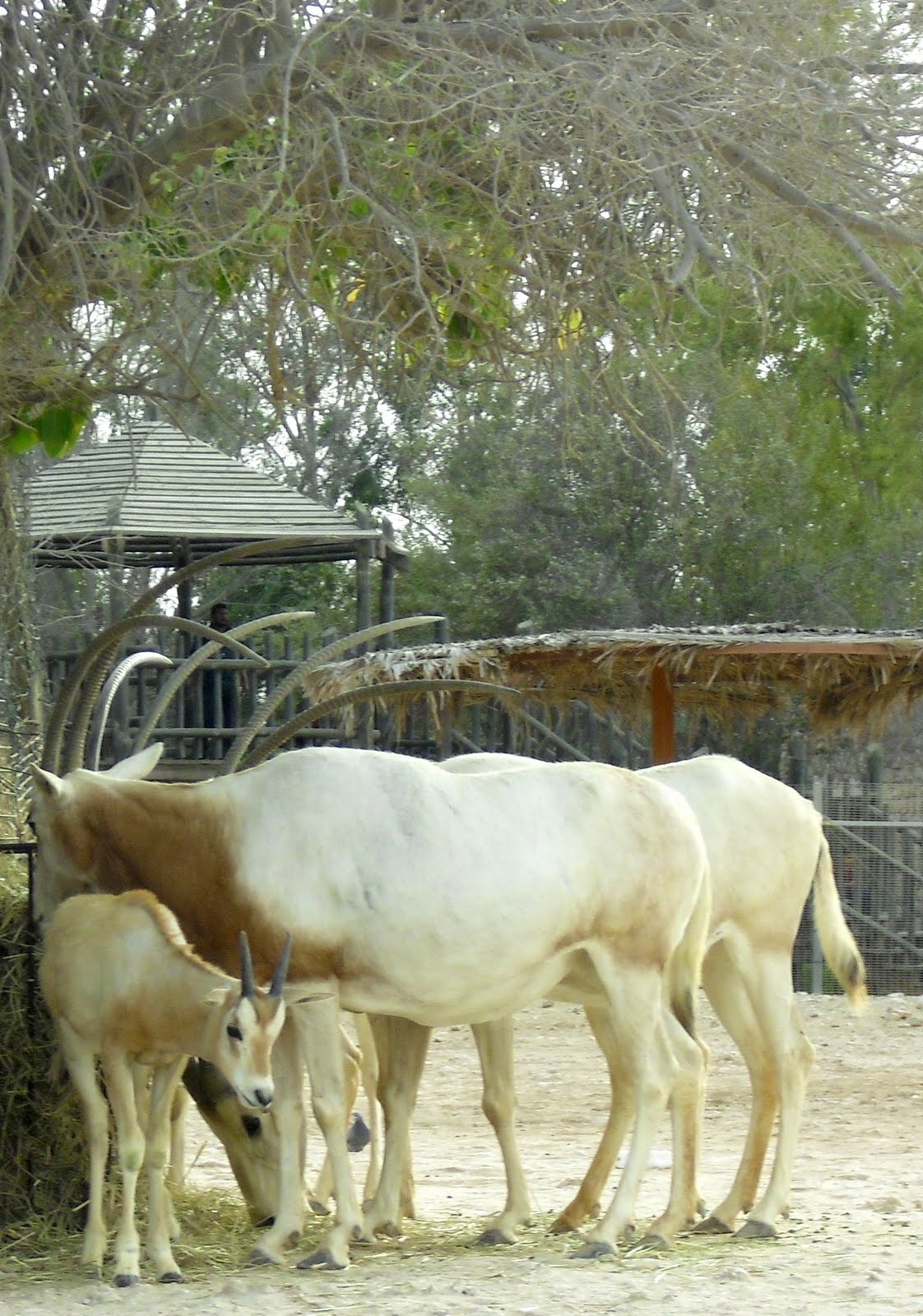 A Little Oryx in Qatar: Doha Zoo