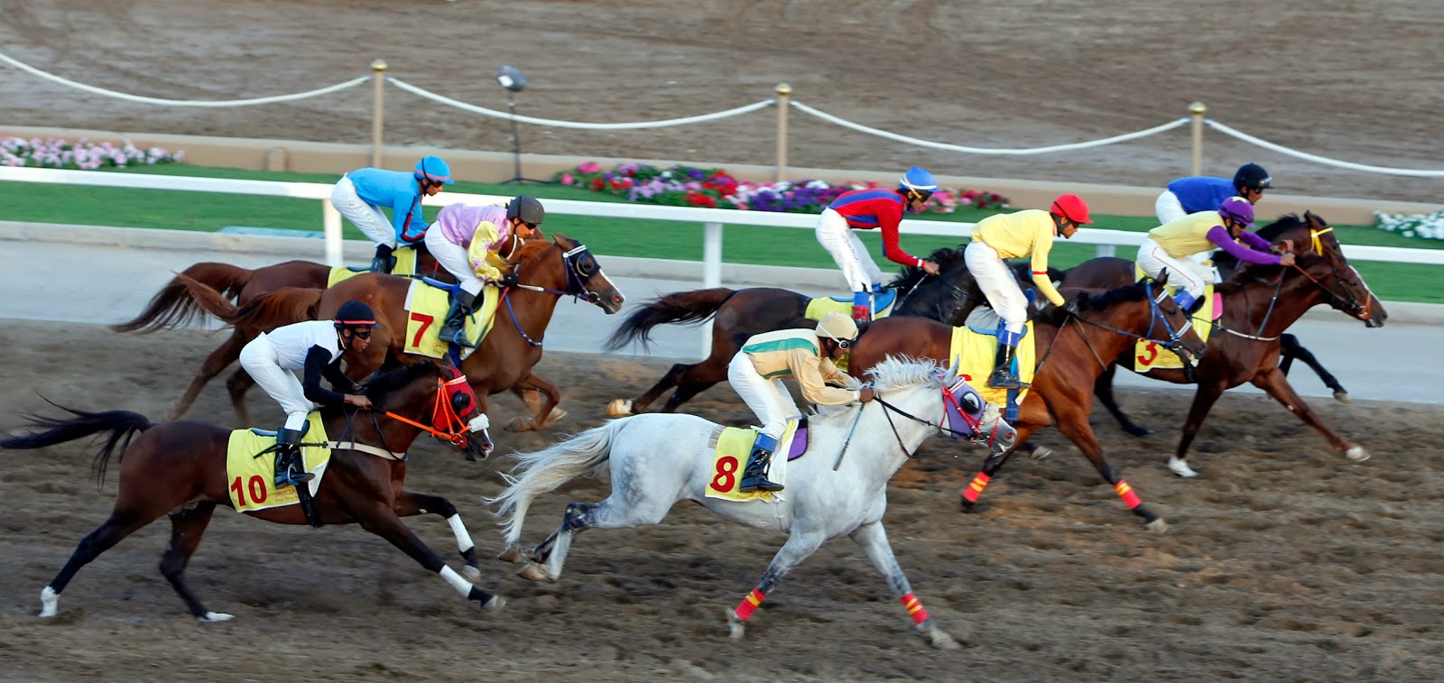 Oman: Annual Royal Horse Racing Festival in Muscat - Images Archival Store