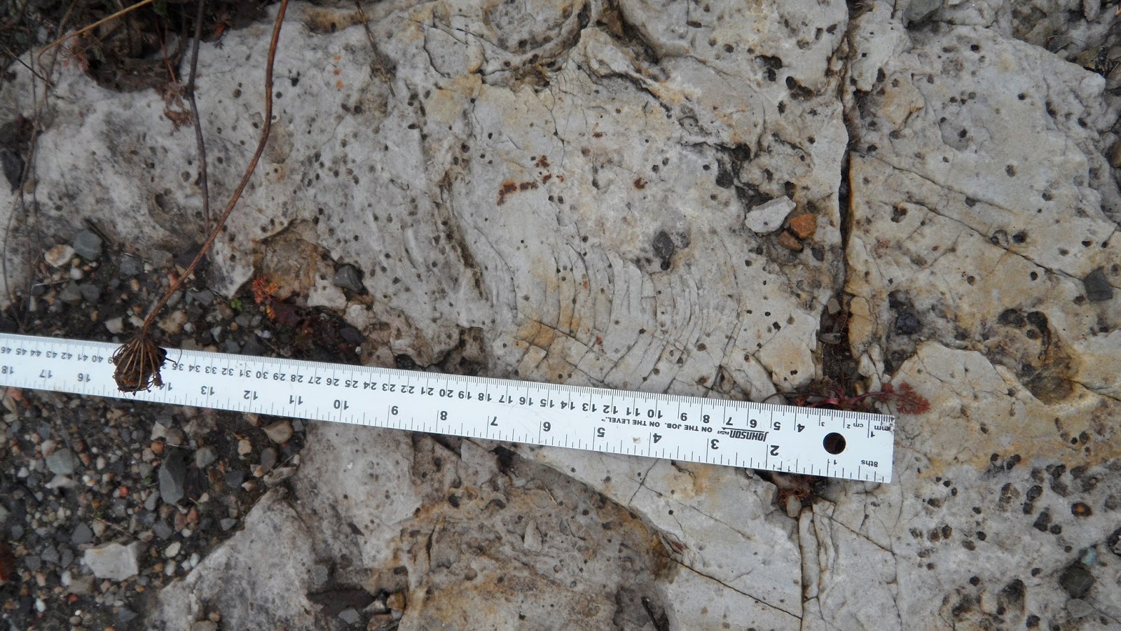 Fossils and Geology of Lanark County, Ontario: Dewatering Structures ...