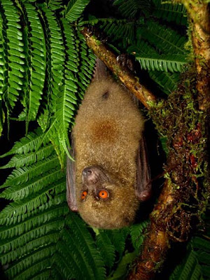 Species New to Science: [Mammalogy • 2005] Mirimiri acrodonta | Fijian ...
