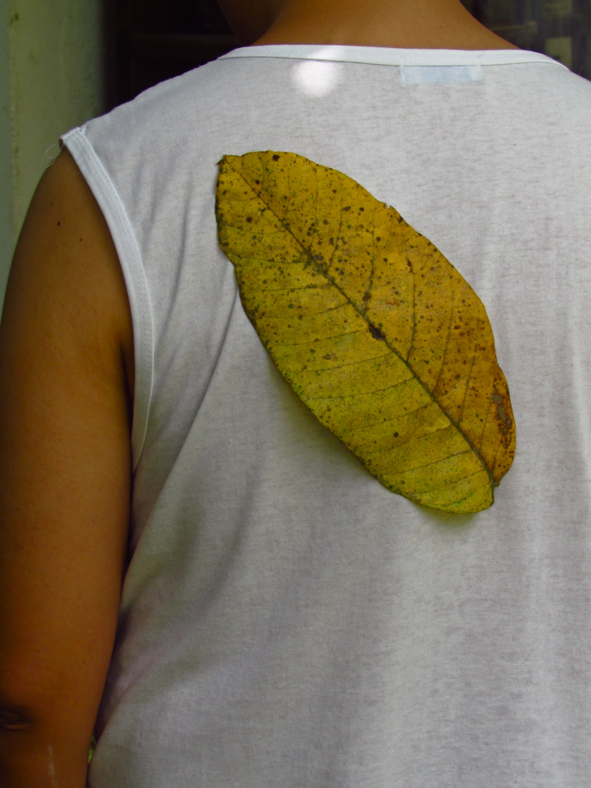 1784: Philippine Tree of the Month: Anubing