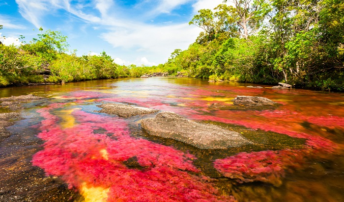 Cano Cristales - The Most Beautiful Colorful River ~ Amazing World ...