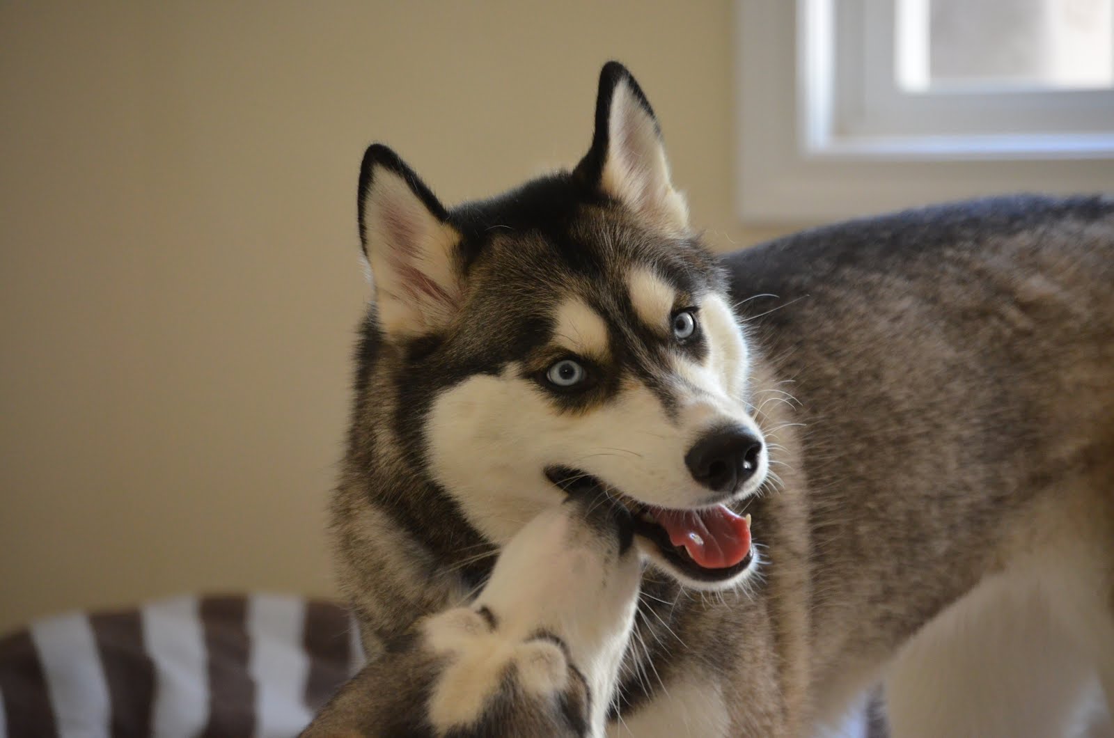 A Tale of Two Huskies: One Happy Husky Girl