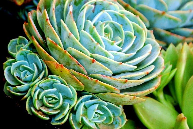 Hydroculture Plants: Cabbage Cactus