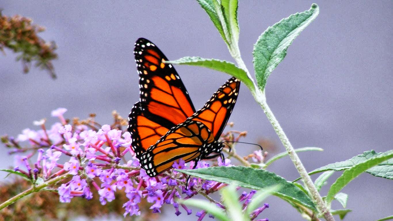 Welcome Home Blog: ♥ The beautiful Monarch Butterfly