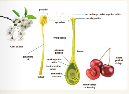 Naravoslovje 6: Razmnoževanje rastlin - ponovitev_1a