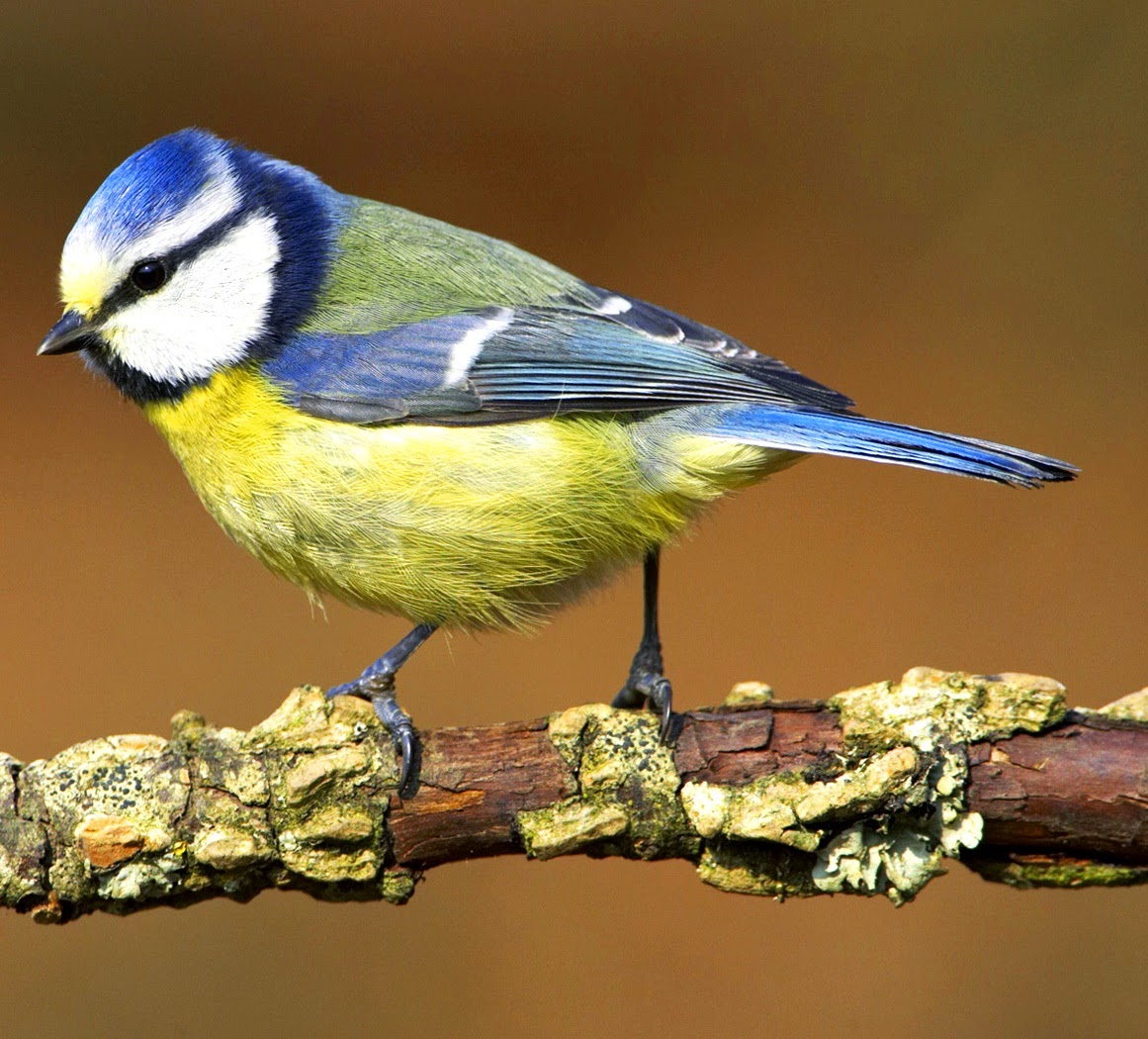 Birds of the World: Blue tit