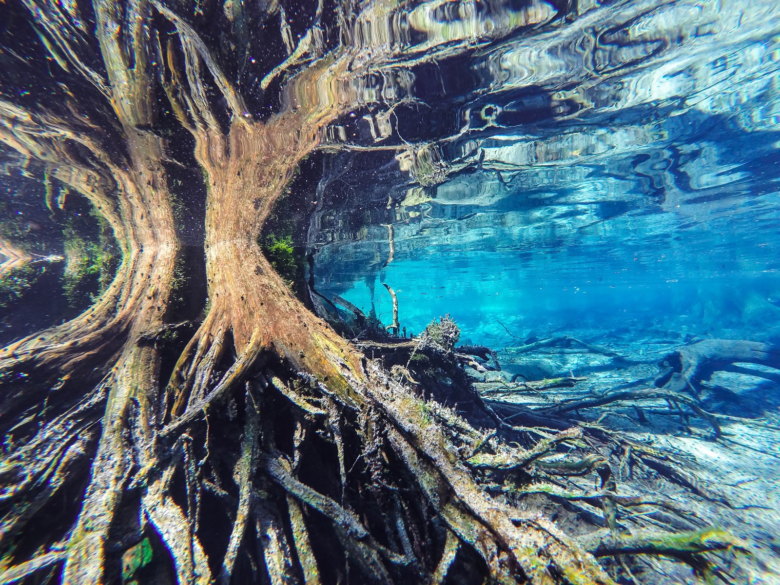 The sacred blue gems of Northwest Florida.: The Sacred Cypress Springs