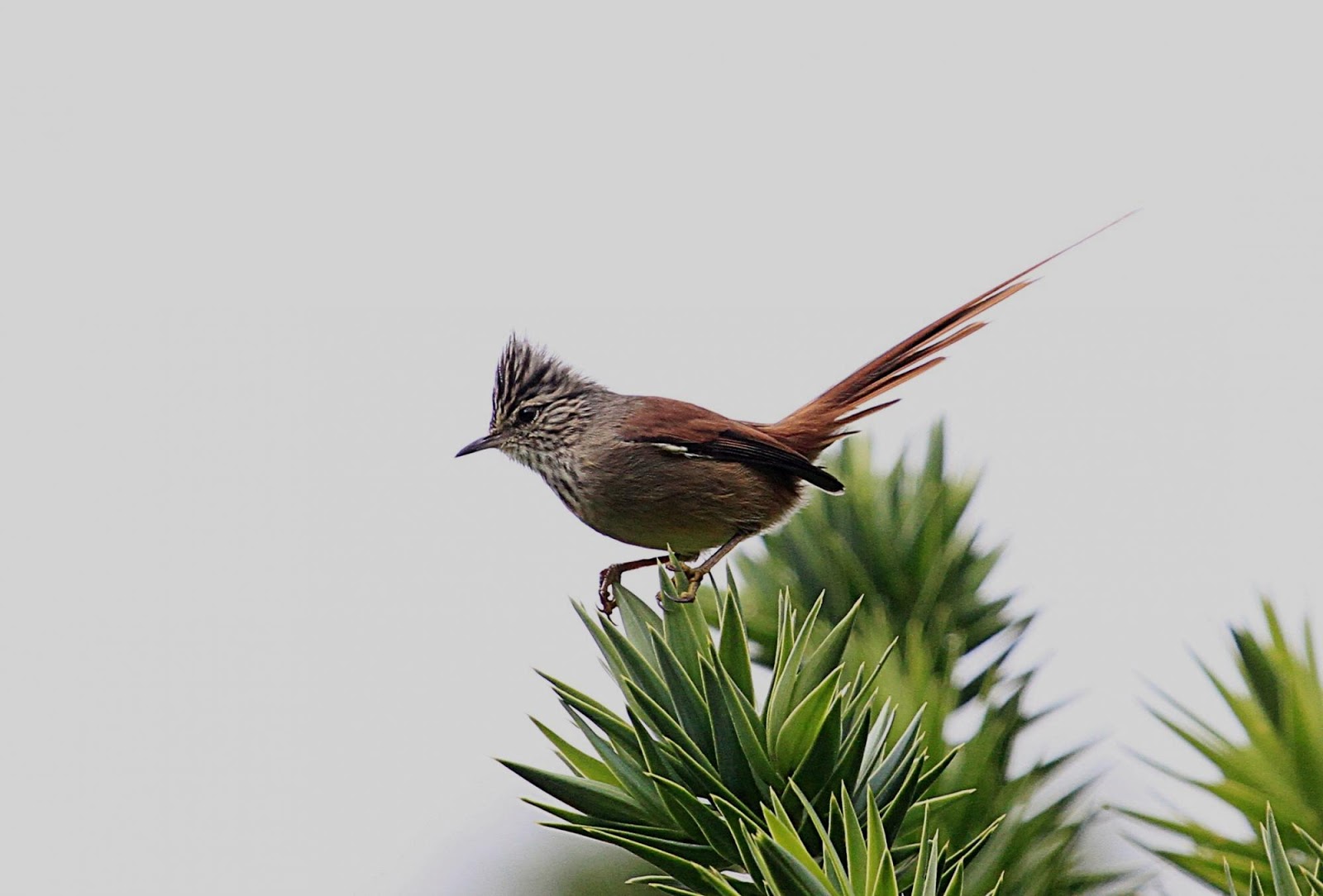 Pássaro Garimpeiro (Leptasthenura setaria)