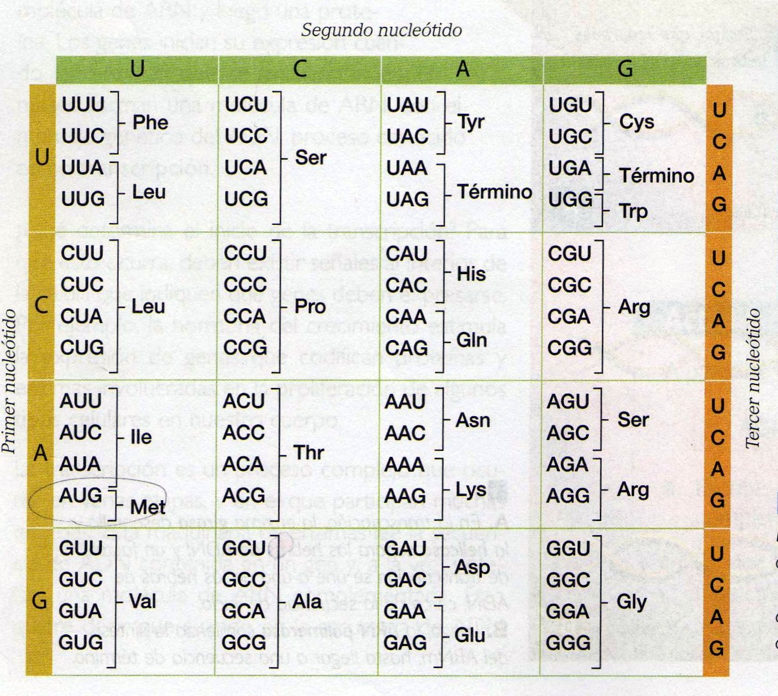 INFOSURRENDER: ADN, ARN y Proteínas
