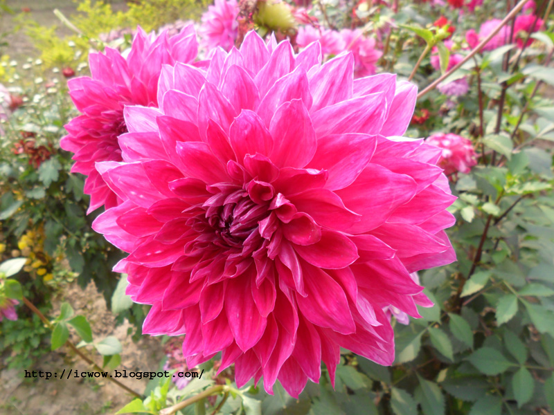 Dahlia Flower(ডালিয়া ফুল) - Dahlia x hybrida