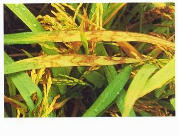 Penyakit Penting pada Tanaman Padi | -Petani TOP-