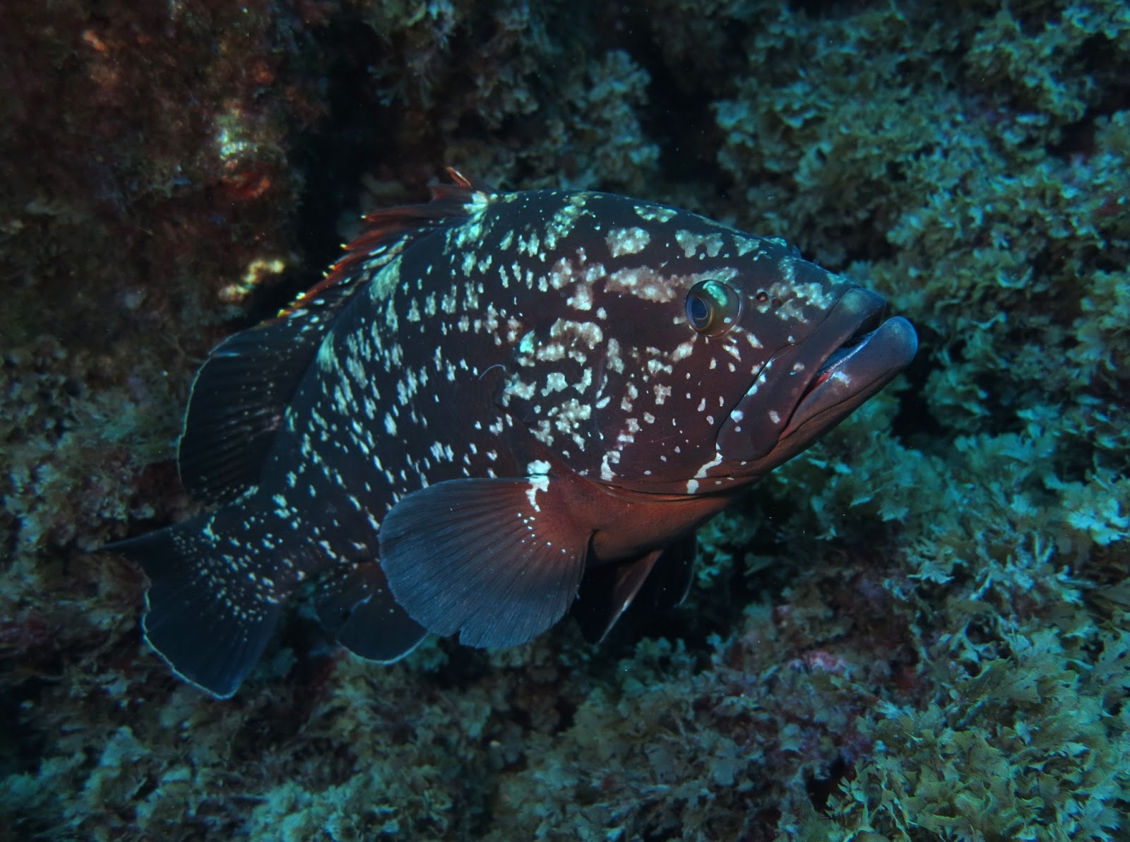 Mergulho num dos melhores spots da Europa, Ilhéus das Formigas Açores