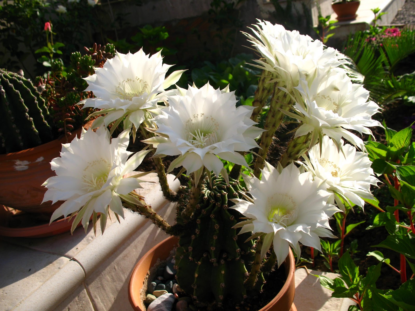 Jurnal de gradina: Flori de cactus