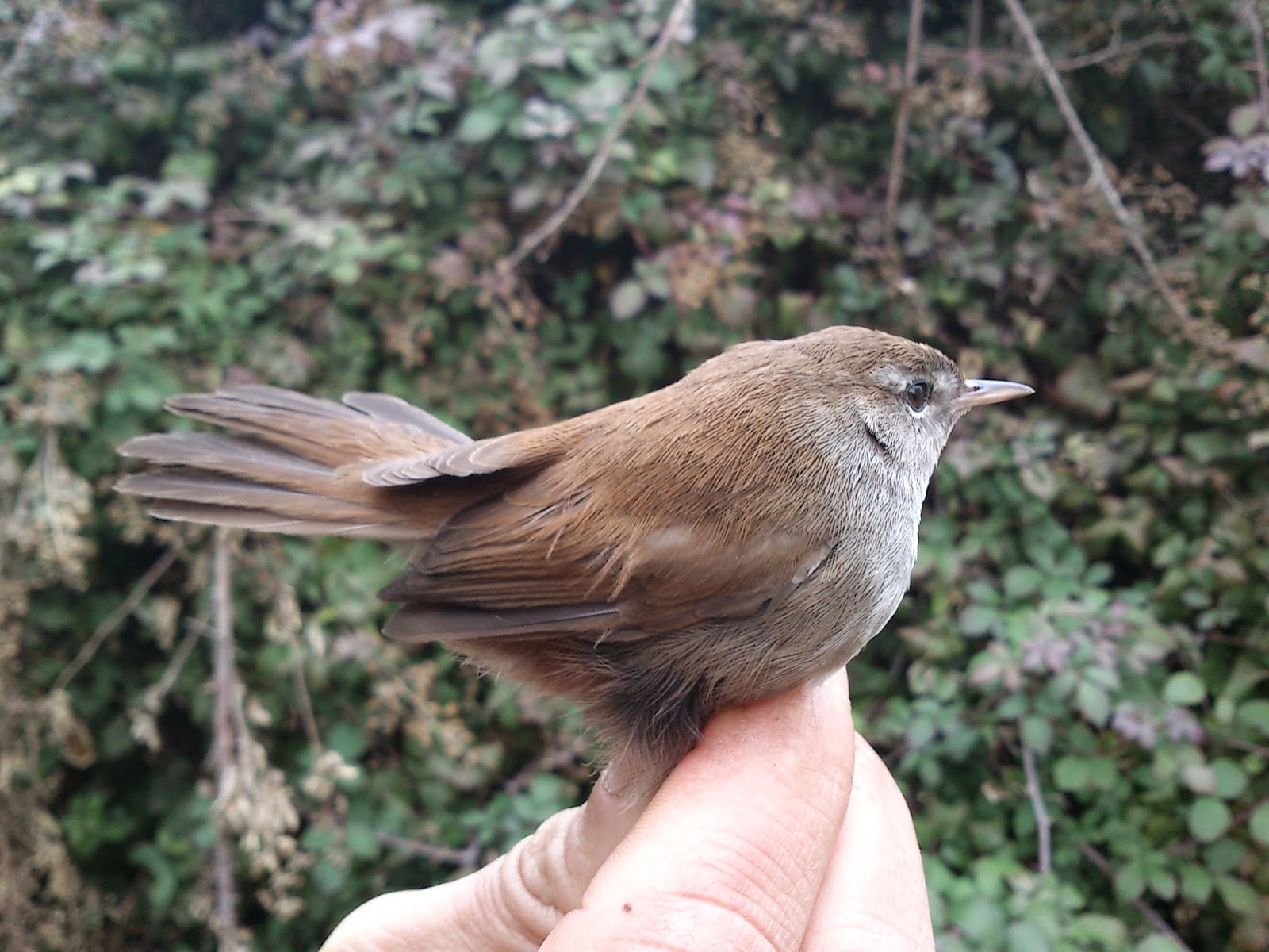 Amantes de la ornitología: Los "pájaros marrones"