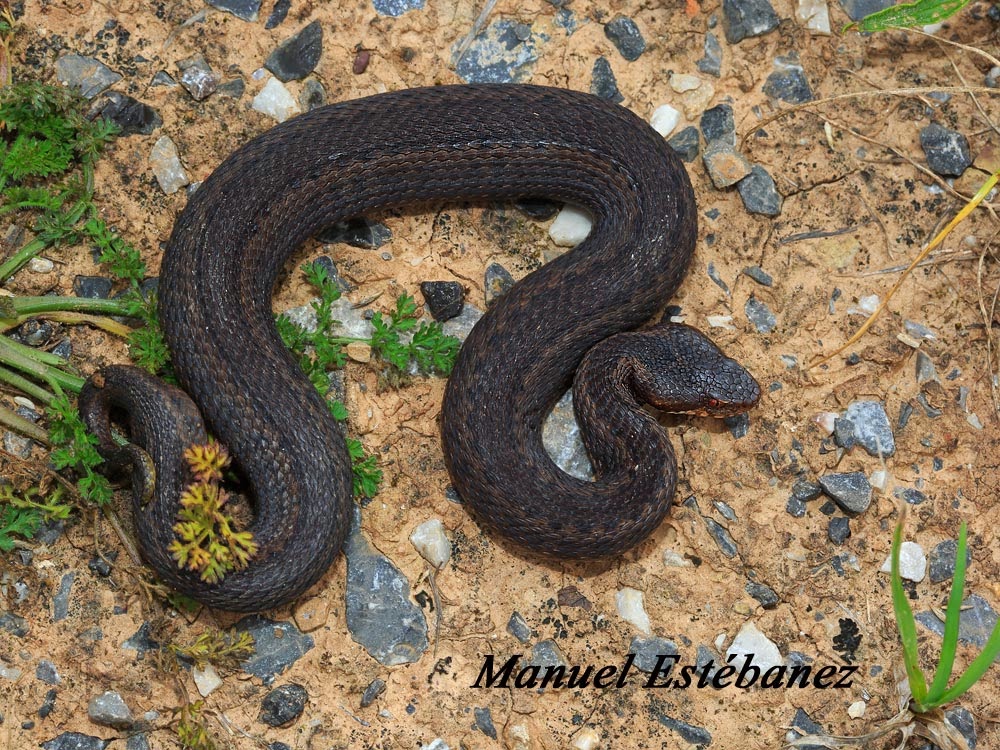 Miradas Cantábricas: Víbora de Seoane o cantábrica (Vipera seoanei ...