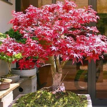 Seminte si plante de gradina hobby: Artar japonez-Acer palmatum ...