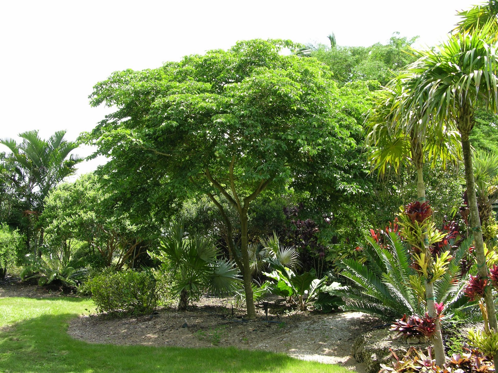 South Florida Flowering Trees