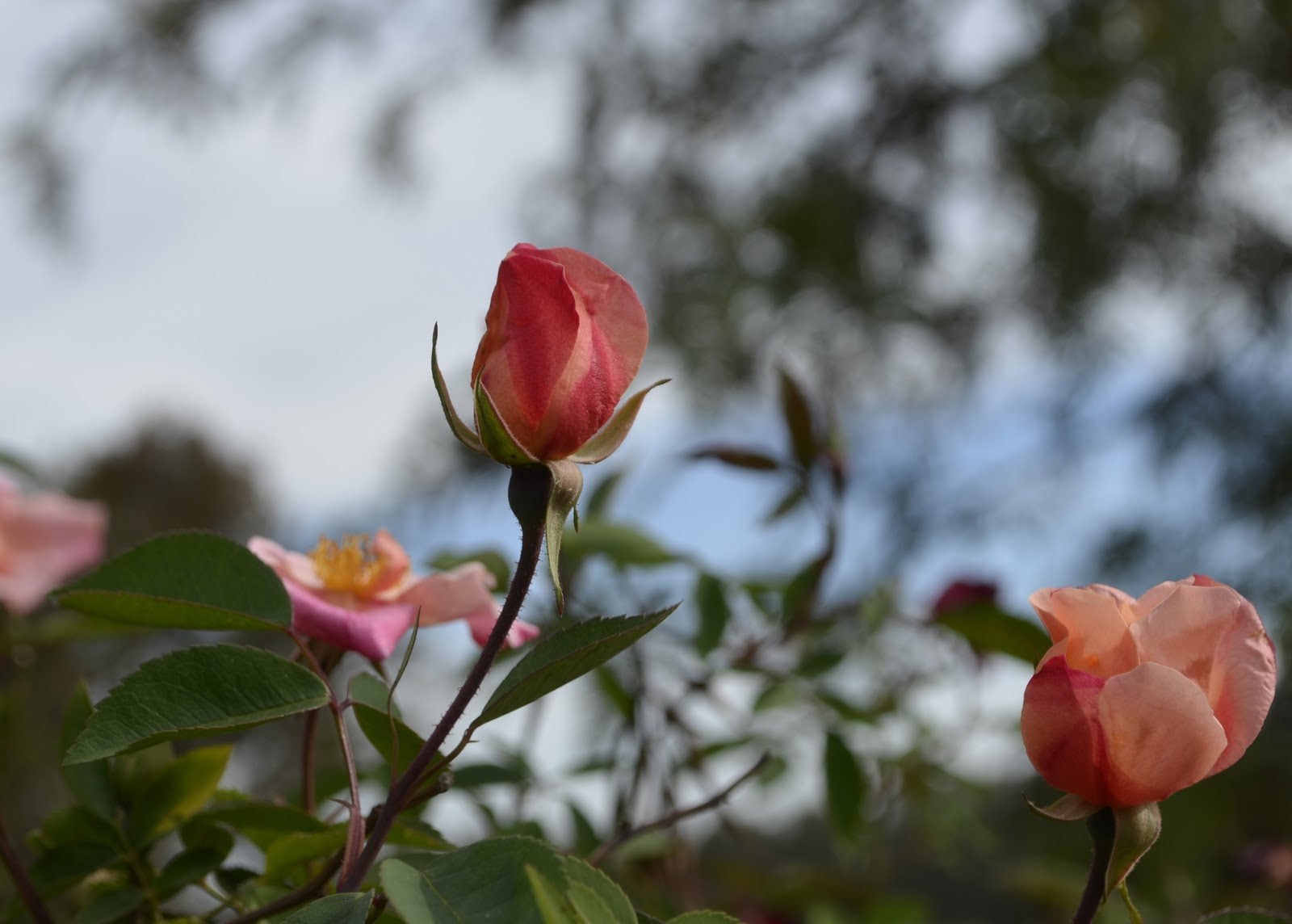 "Eurimbla" Roses: Back to my own weed-filled garden...