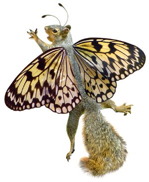 The Nutty Life of a Squirrel Lover