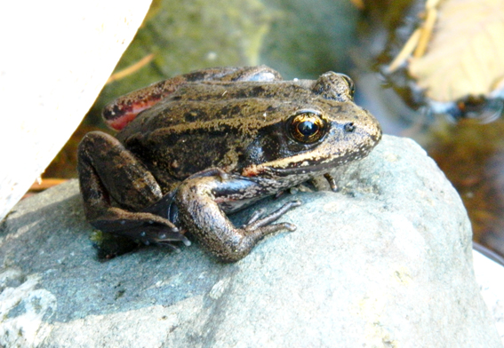 Birding Vancouver Island: A Brit birder in BC, Victoria & Nanaimo: It's ...