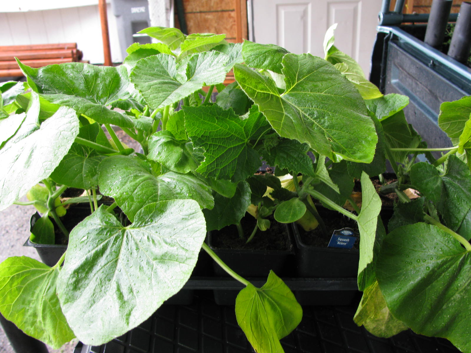 Greenwood Growers: Acorn Squash Starts 3.5"pots