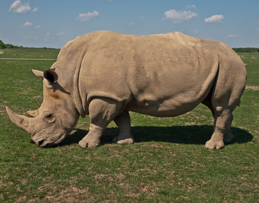 Photographers Lounge: The White Rhinoceroses
