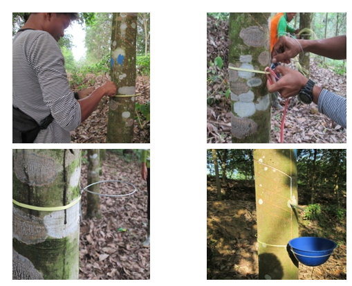 Menyapa Hati Menyentuh Qalbu: Sistem Sadap Karet yang Benar