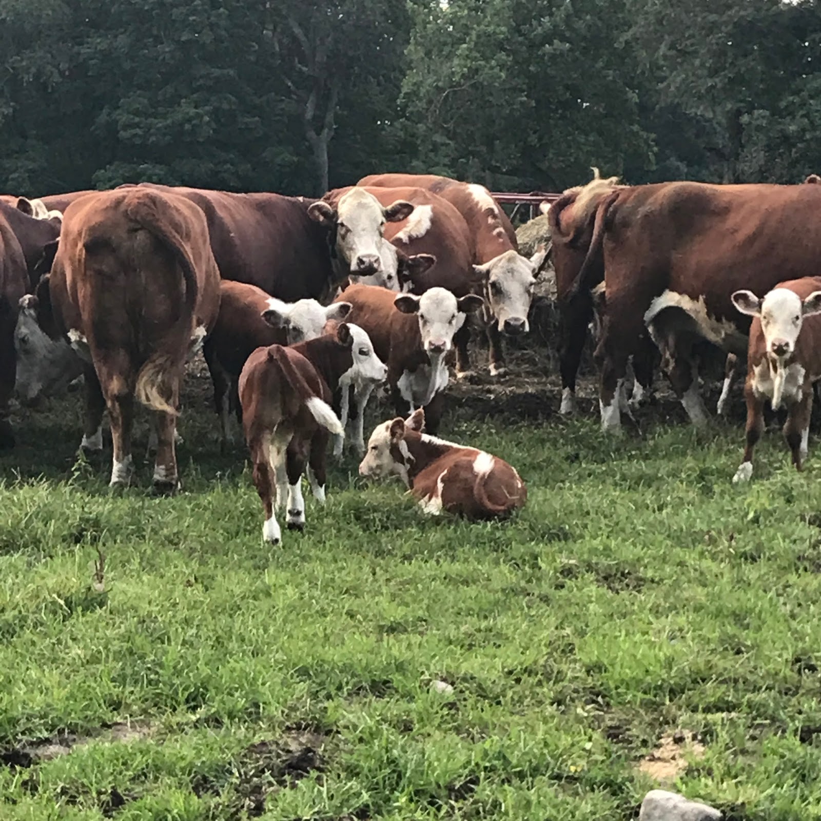 Lehigh Valley Ramblings: Ron Angle's Cows -1, Suki - 0