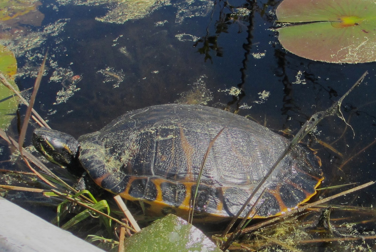 Cannundrums: Yellow-Bellied Slider