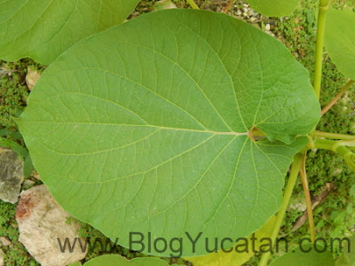 Flora de Yucatan - BLOG YUCATÁN