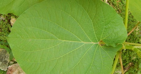 Hoja Santa - Propiedades y Usos - BLOG YUCATÁN