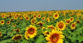 Biologie-Chimie: Floarea