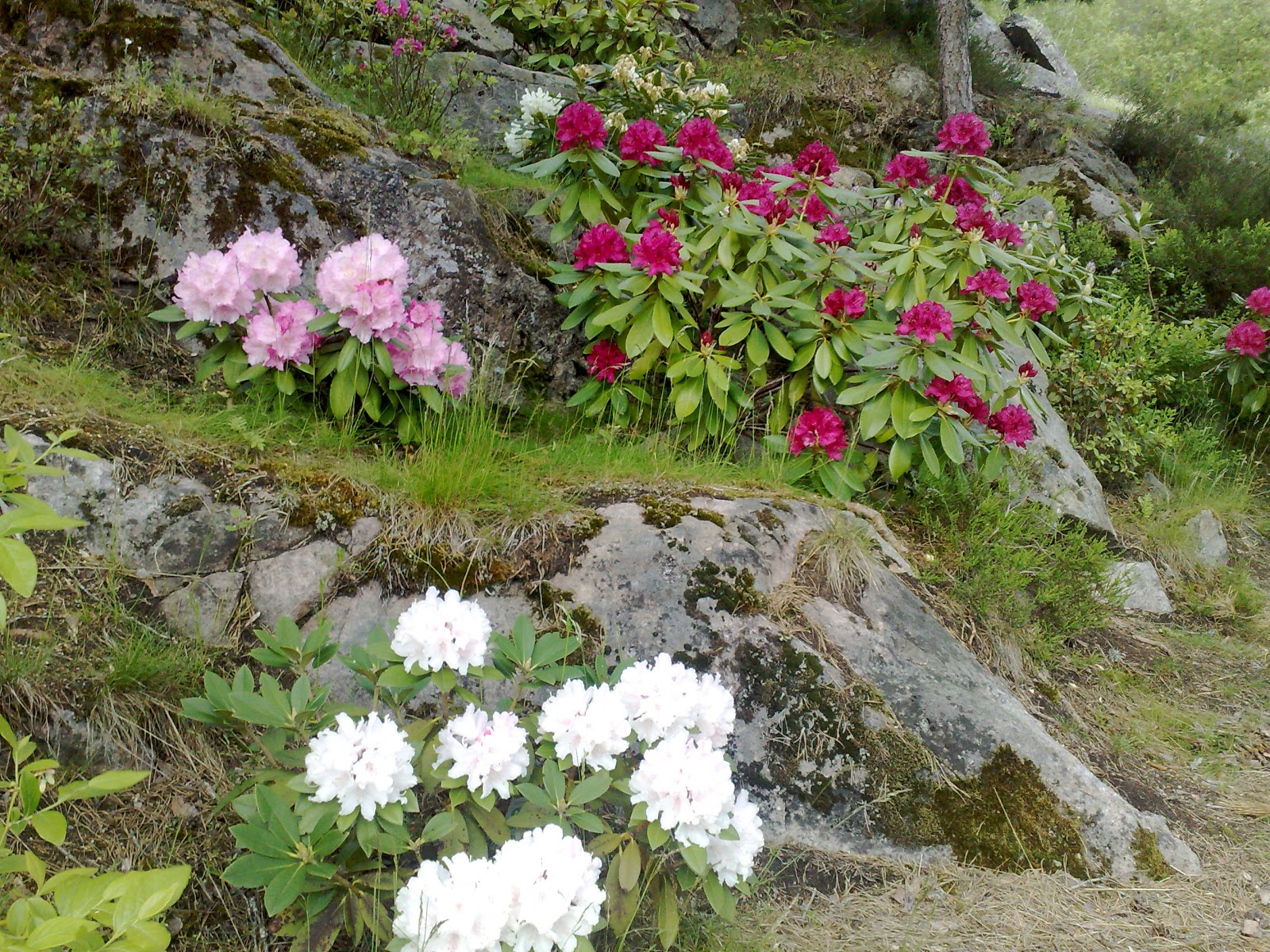 Inspiration By Helene: Om å skape en hage...