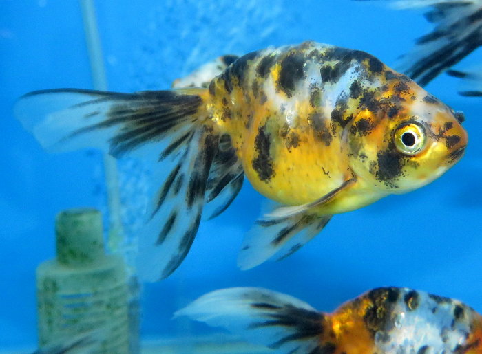 金魚&水族快訊Goldfish & Aquarium Messages: 丹鳳寫真(Egg-fish with phoenix tail)