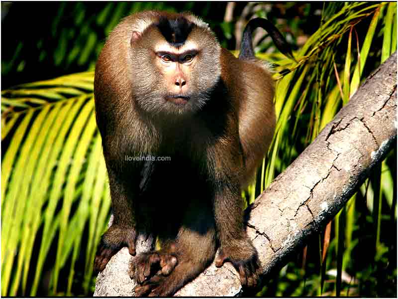 uncleseekers: Ramalan Mimpiku - Part 7A