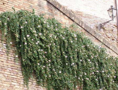 Kapari | Permakültür Macerası