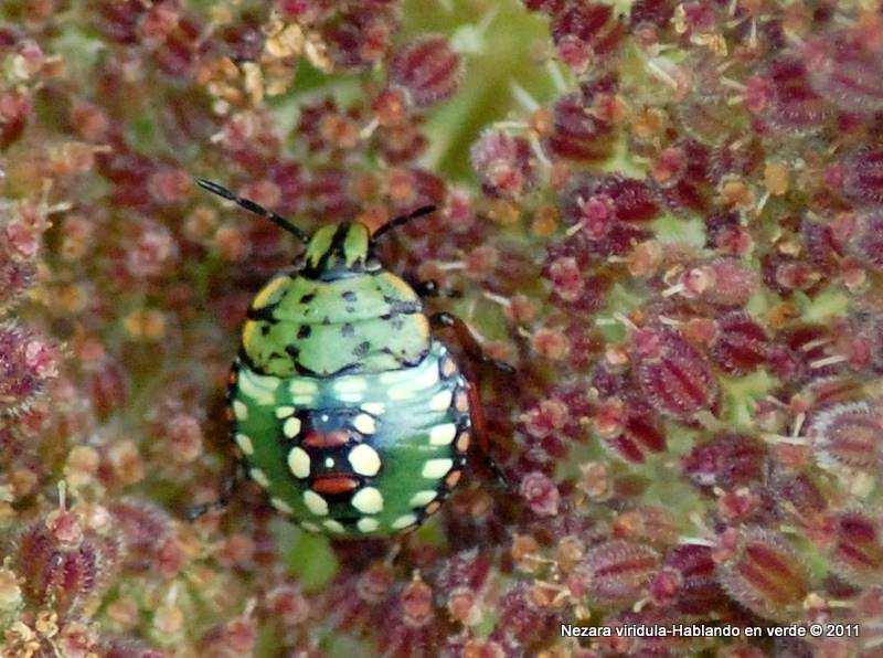 Hablando en verde: Chinche verde (Nezara viridula)