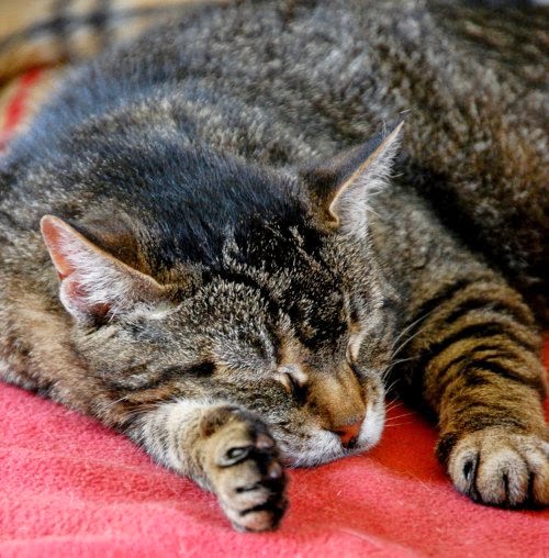 Content in a Cottage: Cat Naps Are Wonderful Things