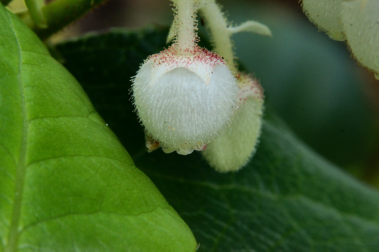 Victoria Daily Photo: Salal (Gaultheria shallon)