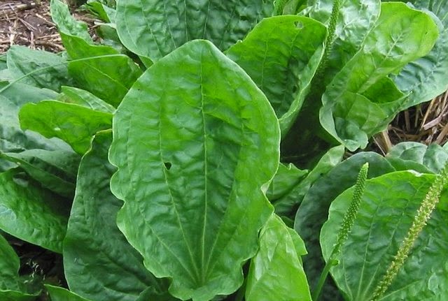 30 Khasiat Tanaman Daun Sendok Untuk Pengobatan - Khasiat