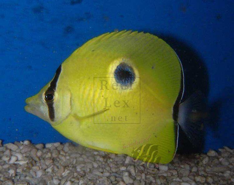 D' Ocean Aquarium: Ikan Kepe kepe (Butterfly Fish)